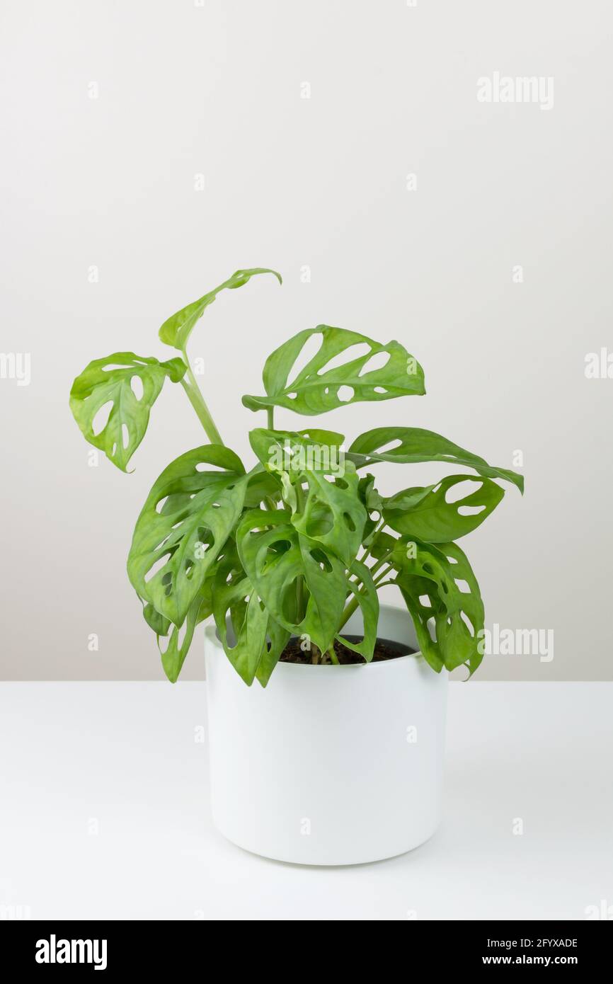 tropical Monstera Adansonii or Monstera Monkey Mask leaf in white ...