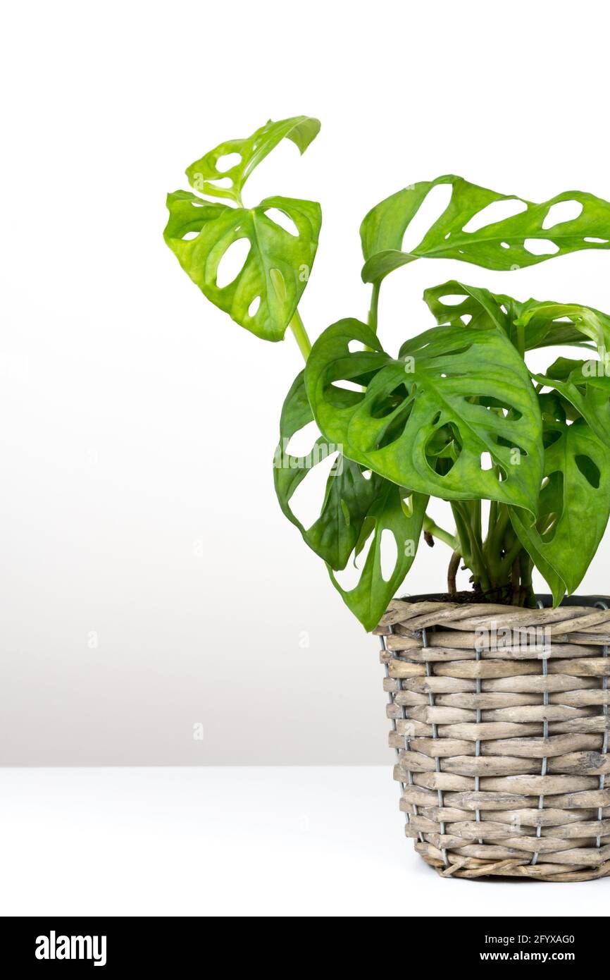 tropical Monstera Adansonii or Monstera Monkey Mask leaf in flowerpot ...