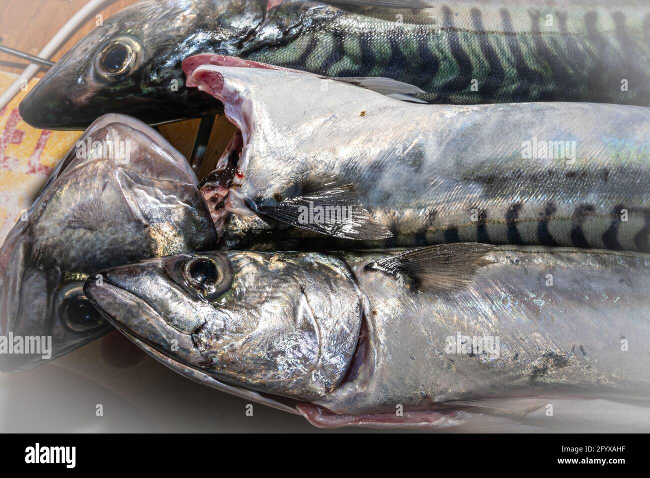 Scombridae hi-res stock photography and images - Alamy