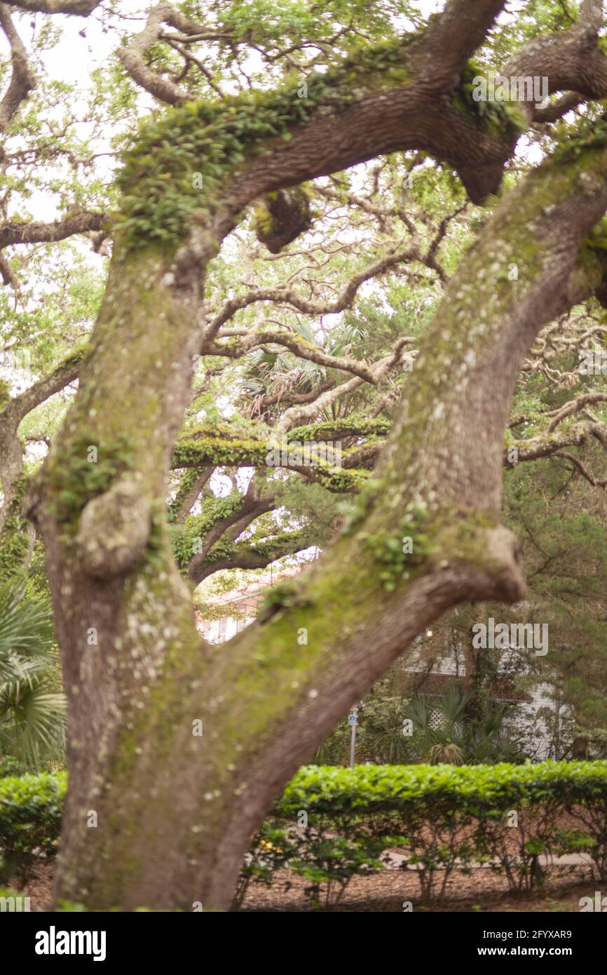 American green willow hi-res stock photography and images - Alamy