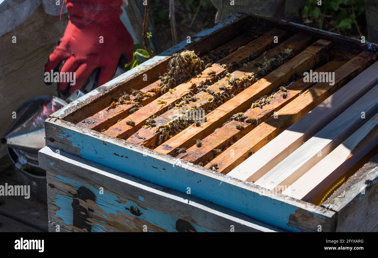 bee combs lined up in rows and a photo of a working bee inside Stock ...