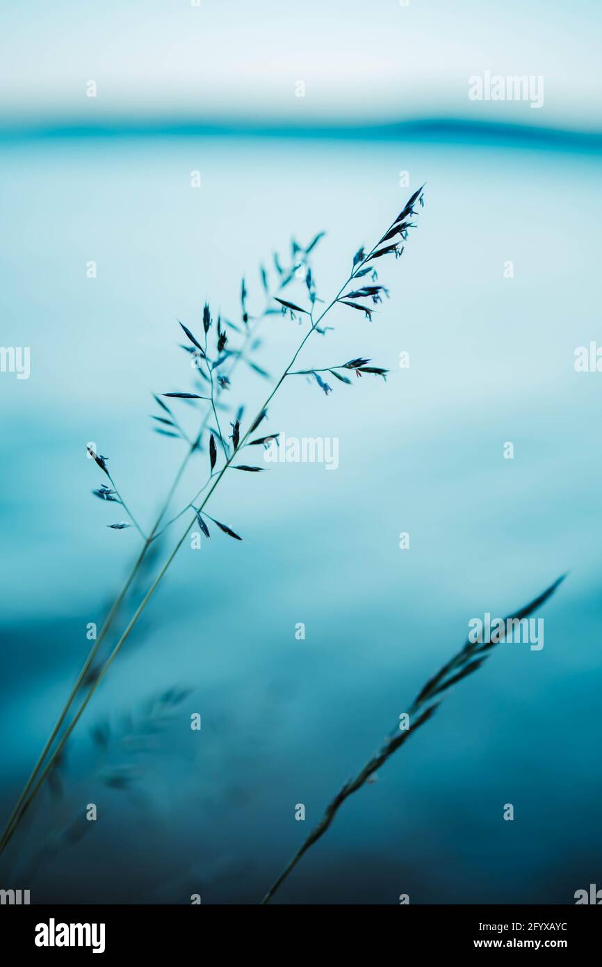 Close-up of a grass straw with blurred background. Blue colored Stock ...
