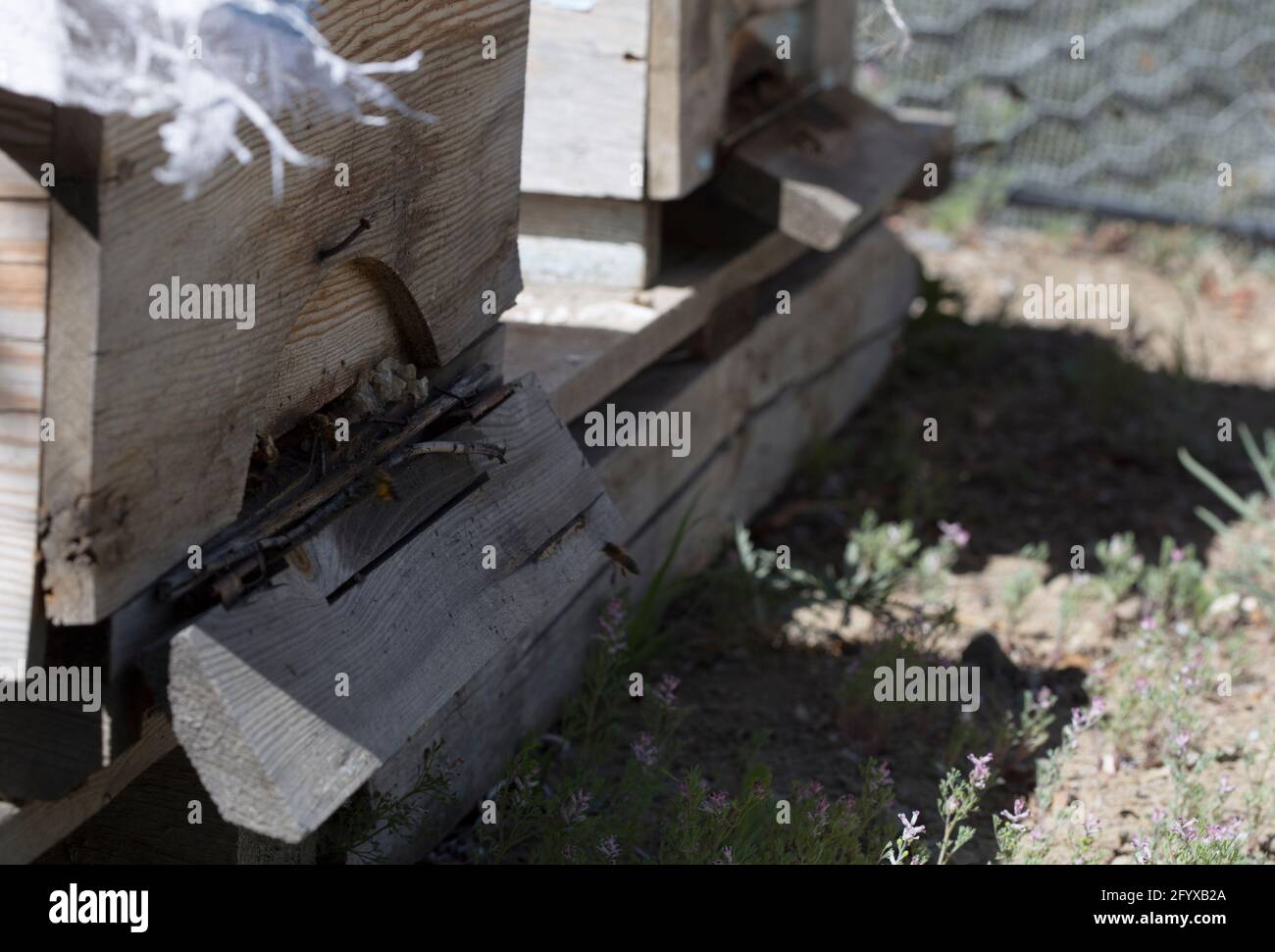 hardworking honey bees trying to enter the beehive Stock Photo - Alamy