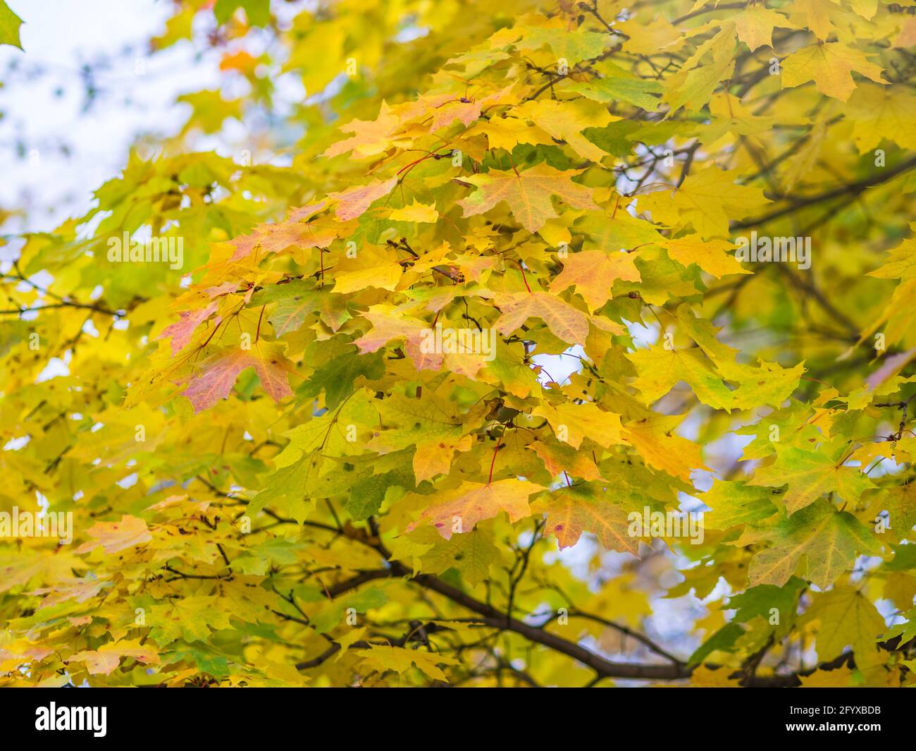 Maple branches with yellow leaves in autumn, in the light of sunset ...