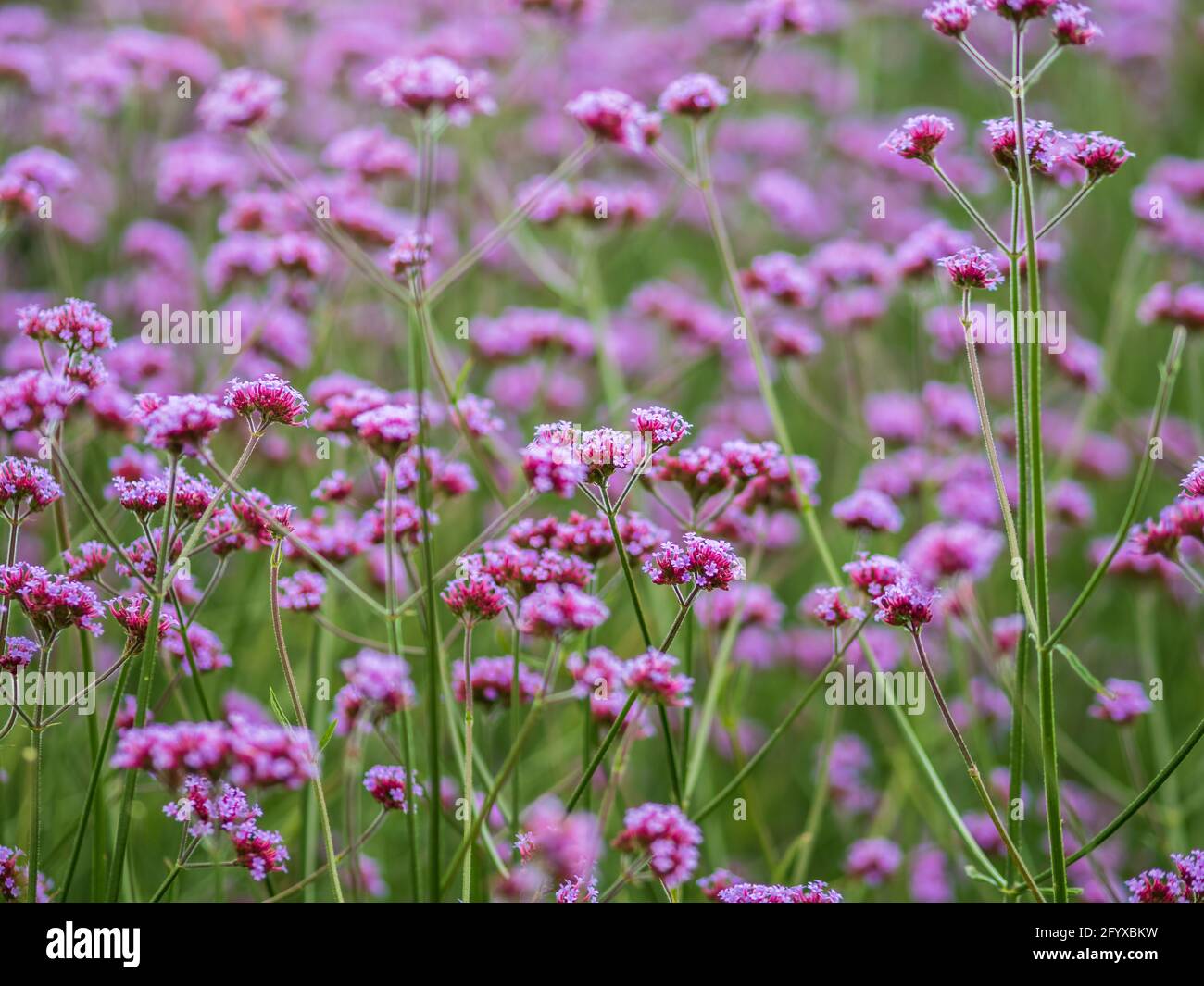 Verbena bonariensis flowers, Argentinian Vervain or Purpletop Vervain ...