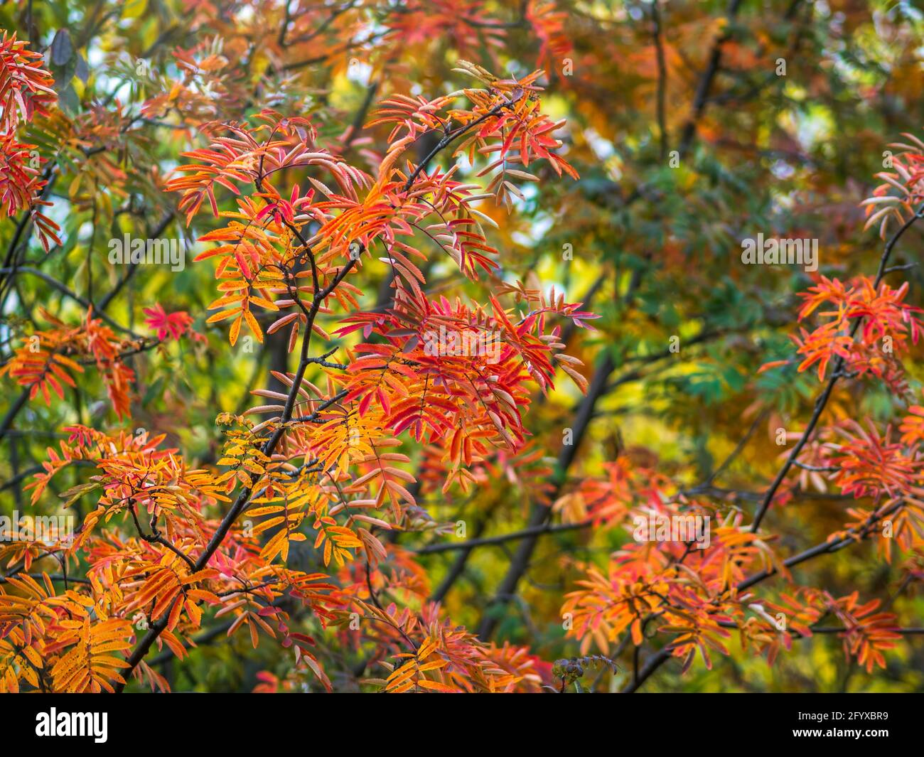Rowan branches with yellow leaves in the autumn park. Nature background ...
