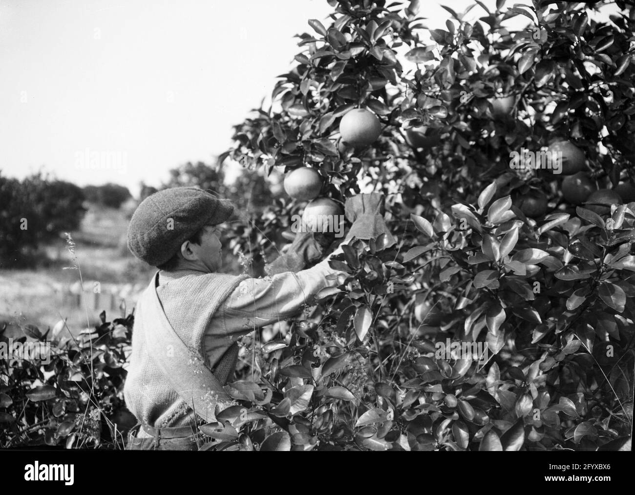 Grapefruit Picker, Florida, ca 1930 Stock Photo - Alamy