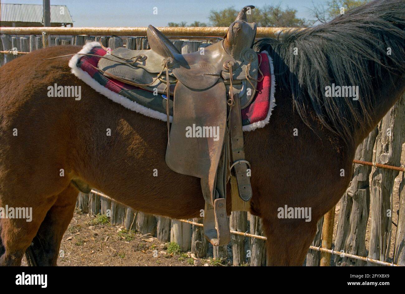 Traditional Texas cowboy working horse saddle Stock Photo - Alamy