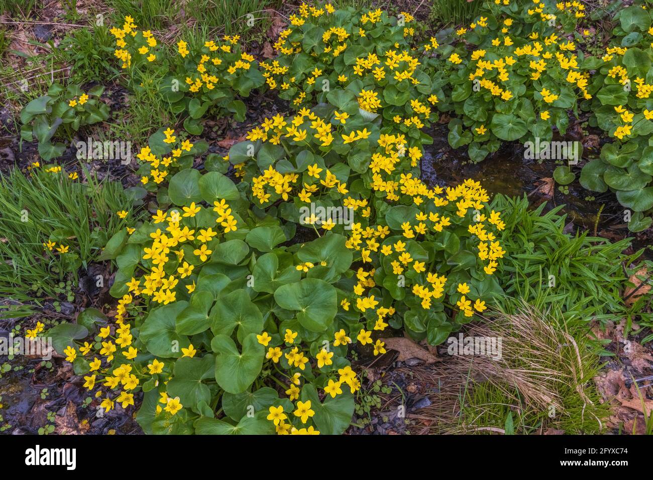 Growing in northern wisconsin hi-res stock photography and images - Alamy
