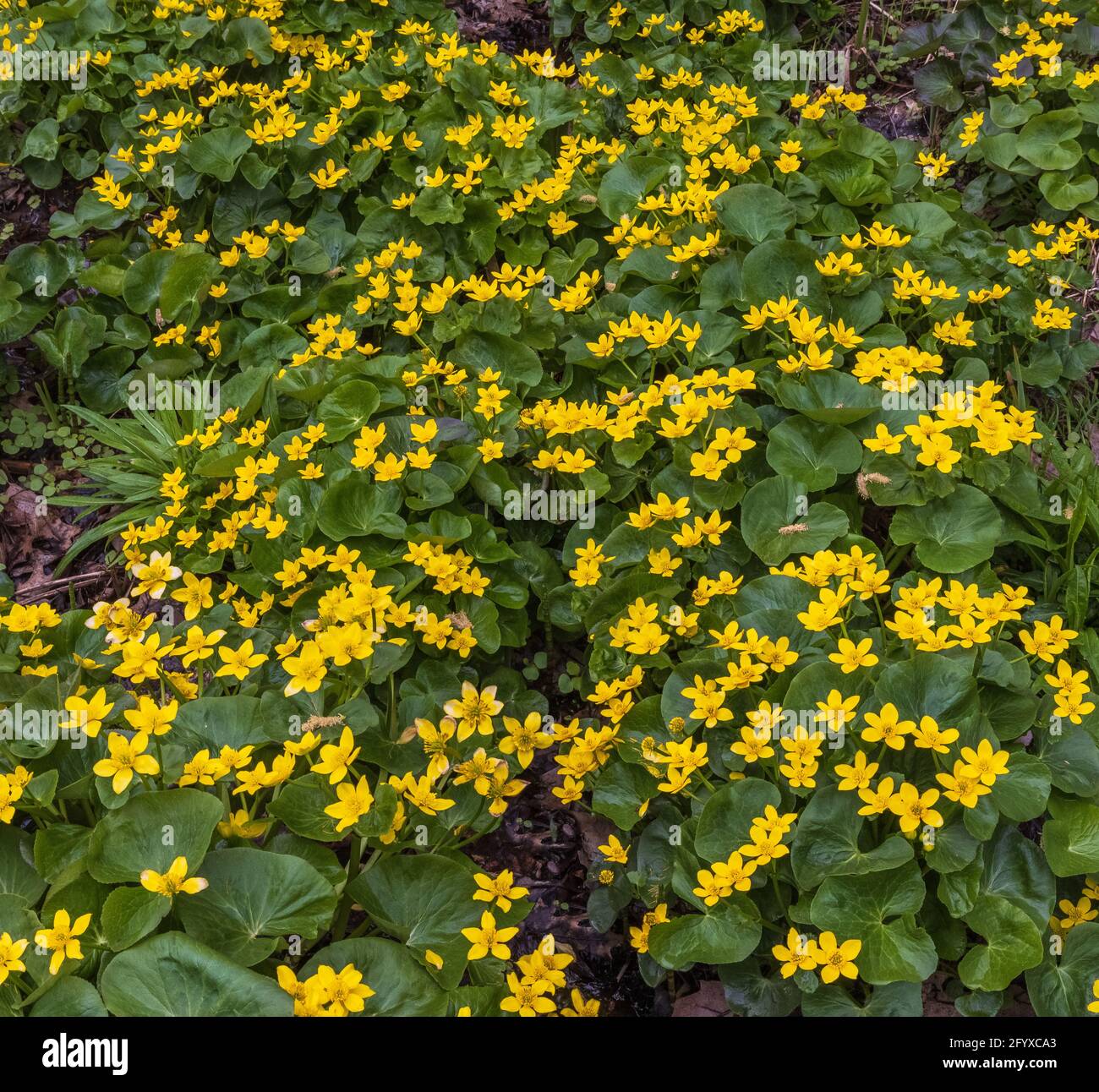 Growing in northern wisconsin hi-res stock photography and images - Alamy