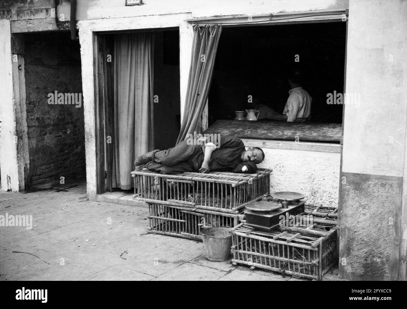 Sleeping chicken Black and White Stock Photos & Images - Alamy