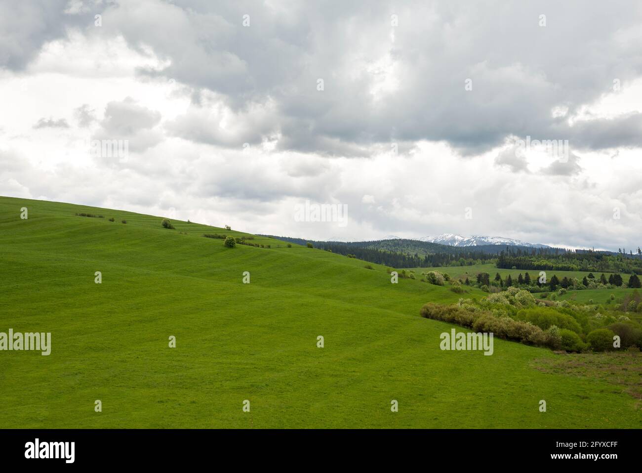 Green valley in the spring. Meadow and field with trees Stock Photo - Alamy