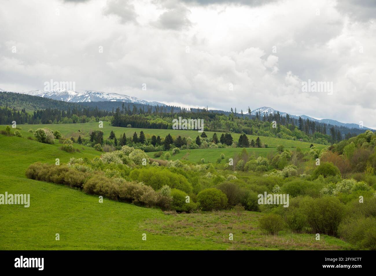 Green valley in the spring. Meadow and field with trees Stock Photo - Alamy