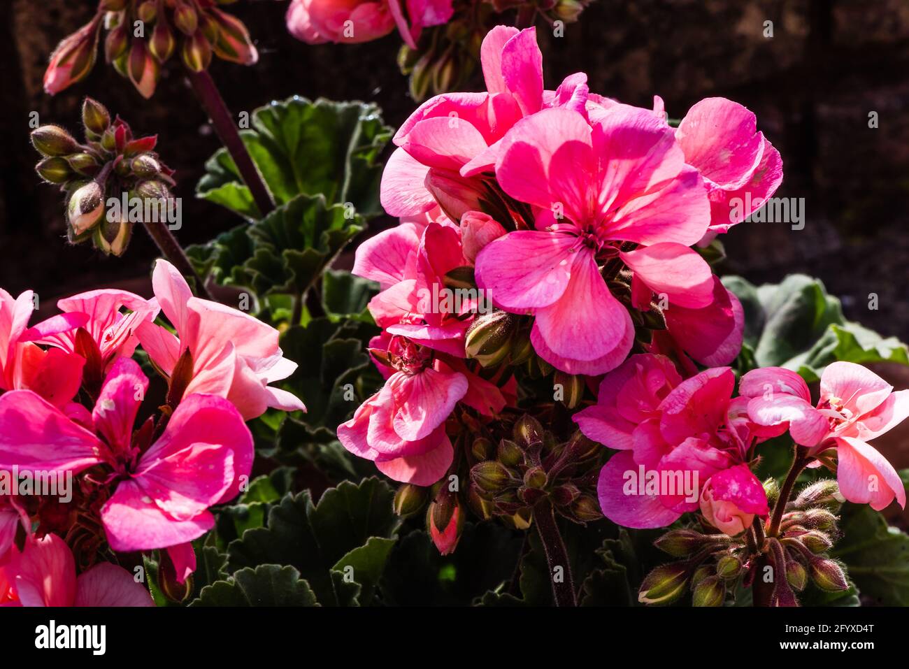 Geranium Tango Montevideo Stock Photo - Alamy