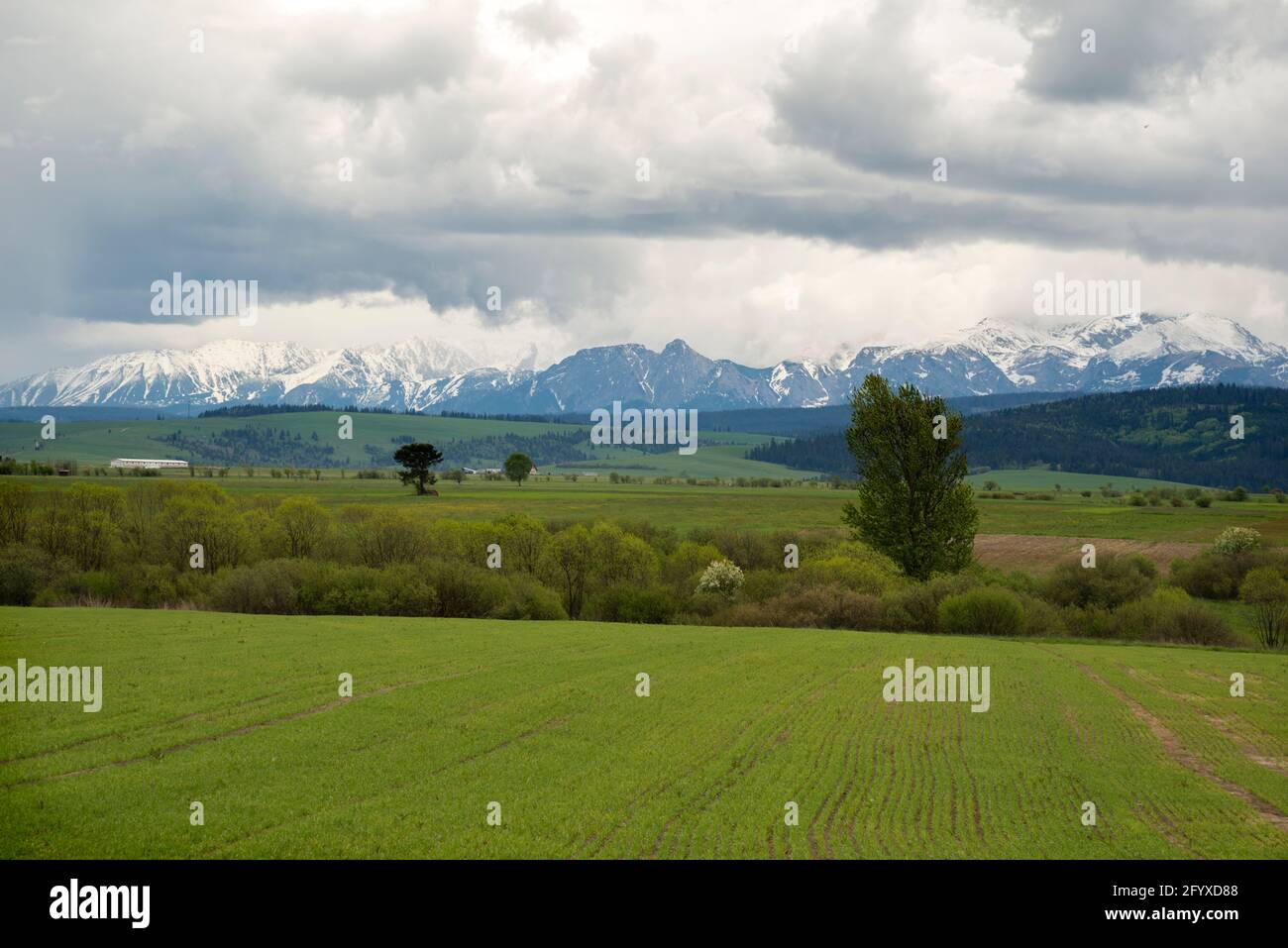Green valley in the spring. Meadow and field with trees Stock Photo - Alamy