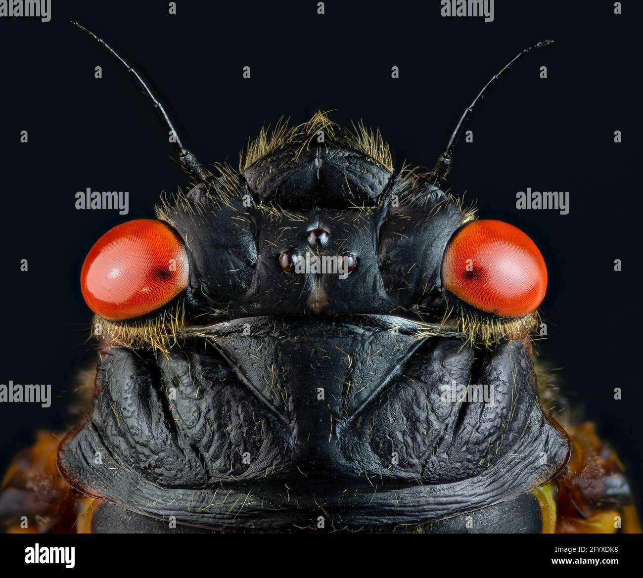 Macro of head of adult periodic (17-year) cicada (Magicicada sp.). This ... Macro of head of adult periodic (17-year) cicada (Magicicada sp.). This ...