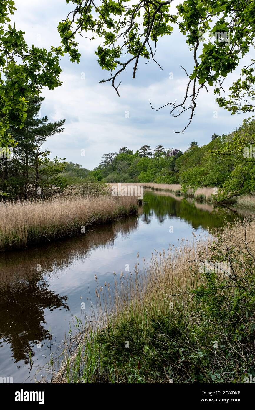 Marsh grass drawing hi-res stock photography and images - Alamy