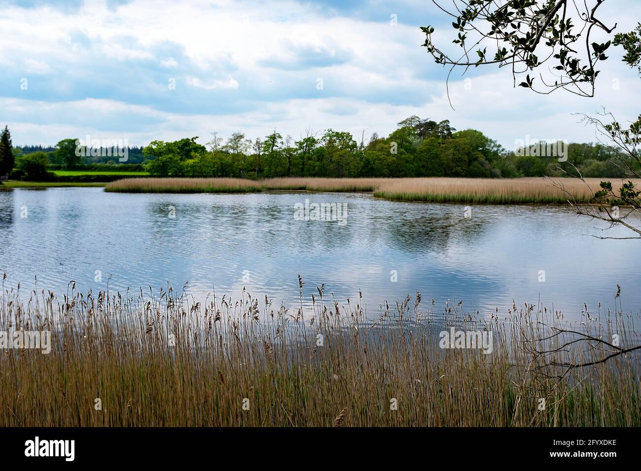 Marsh grass drawing hi-res stock photography and images - Alamy