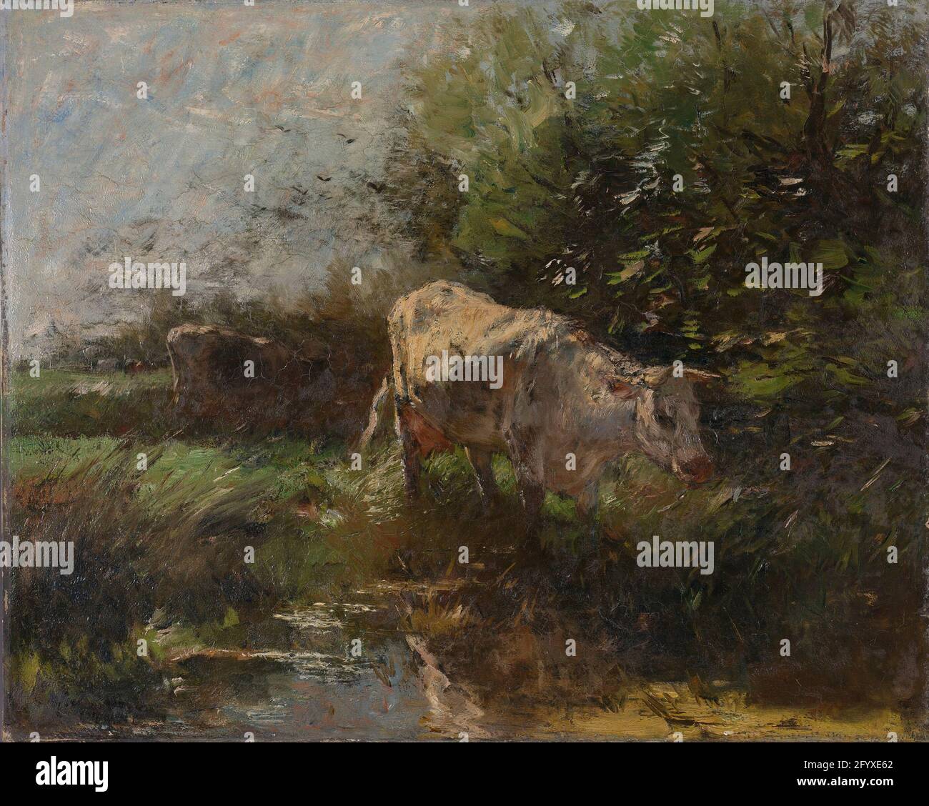 Meadow With Cows. A cow standing on the waterfront at scrub. In the ...