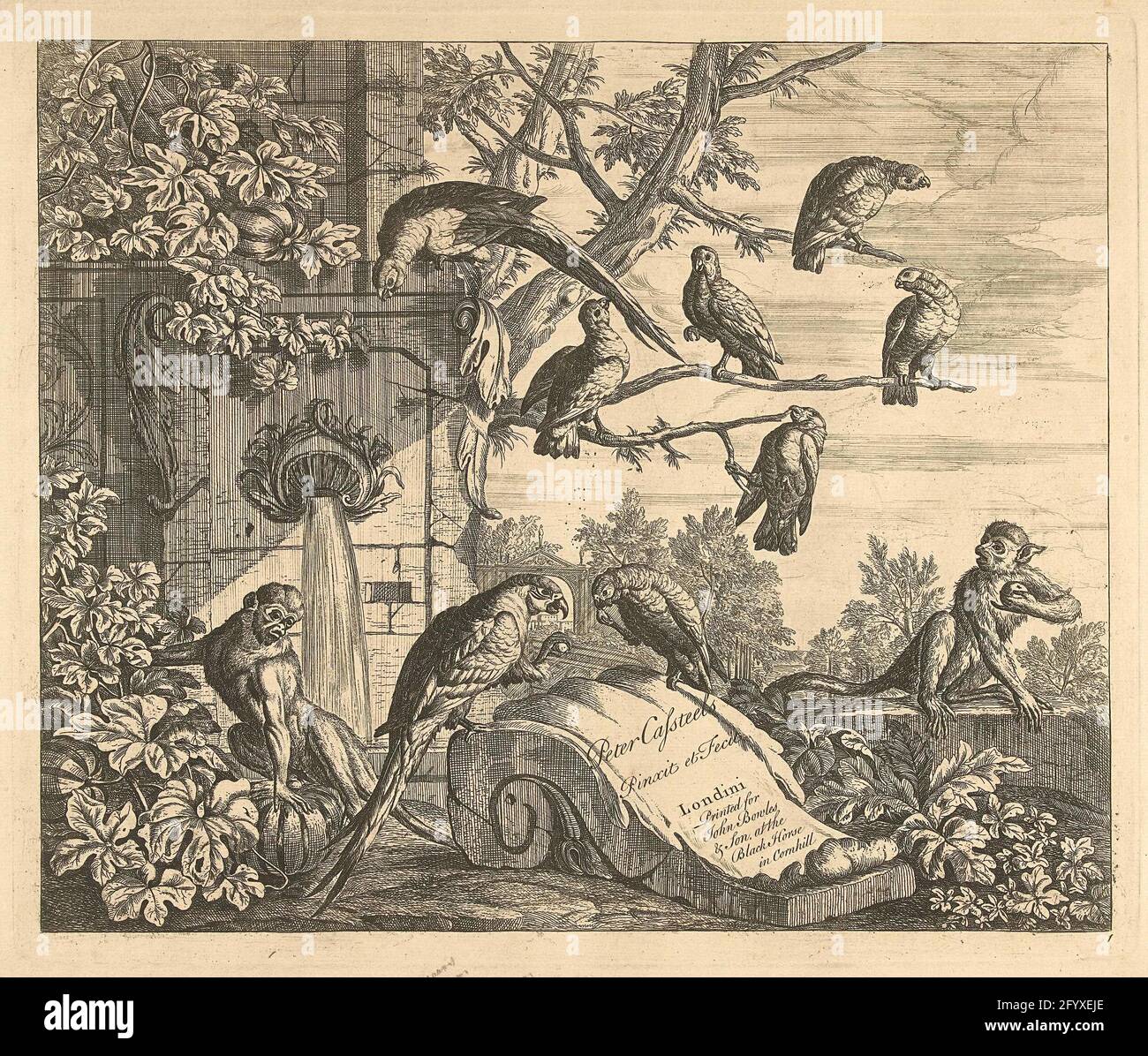 Parrots and monkeys at a garden fountain; Different birds Stock Photo ...