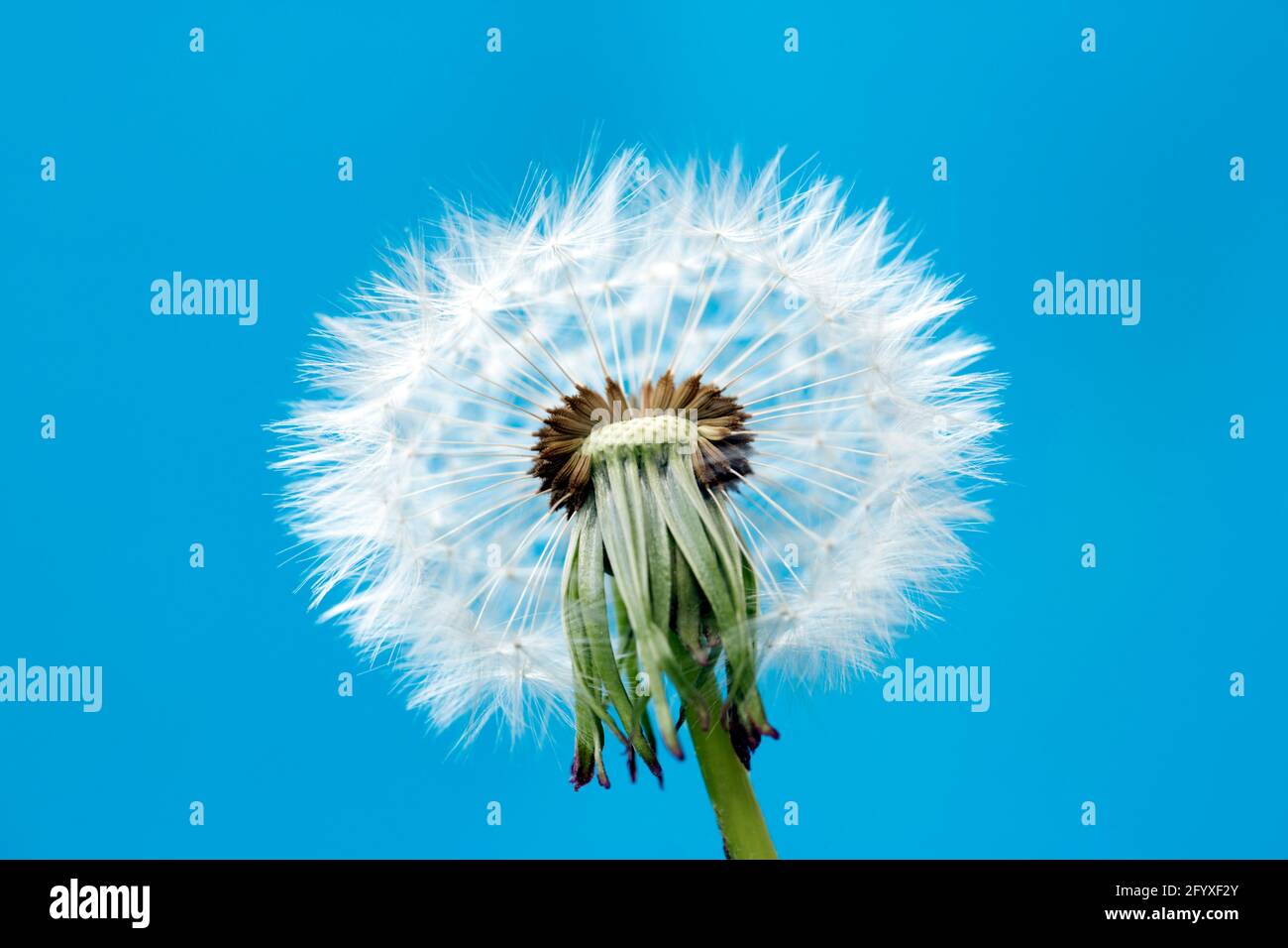 Blowball, dandelion [genus Taraxacum] Stock Photo - Alamy