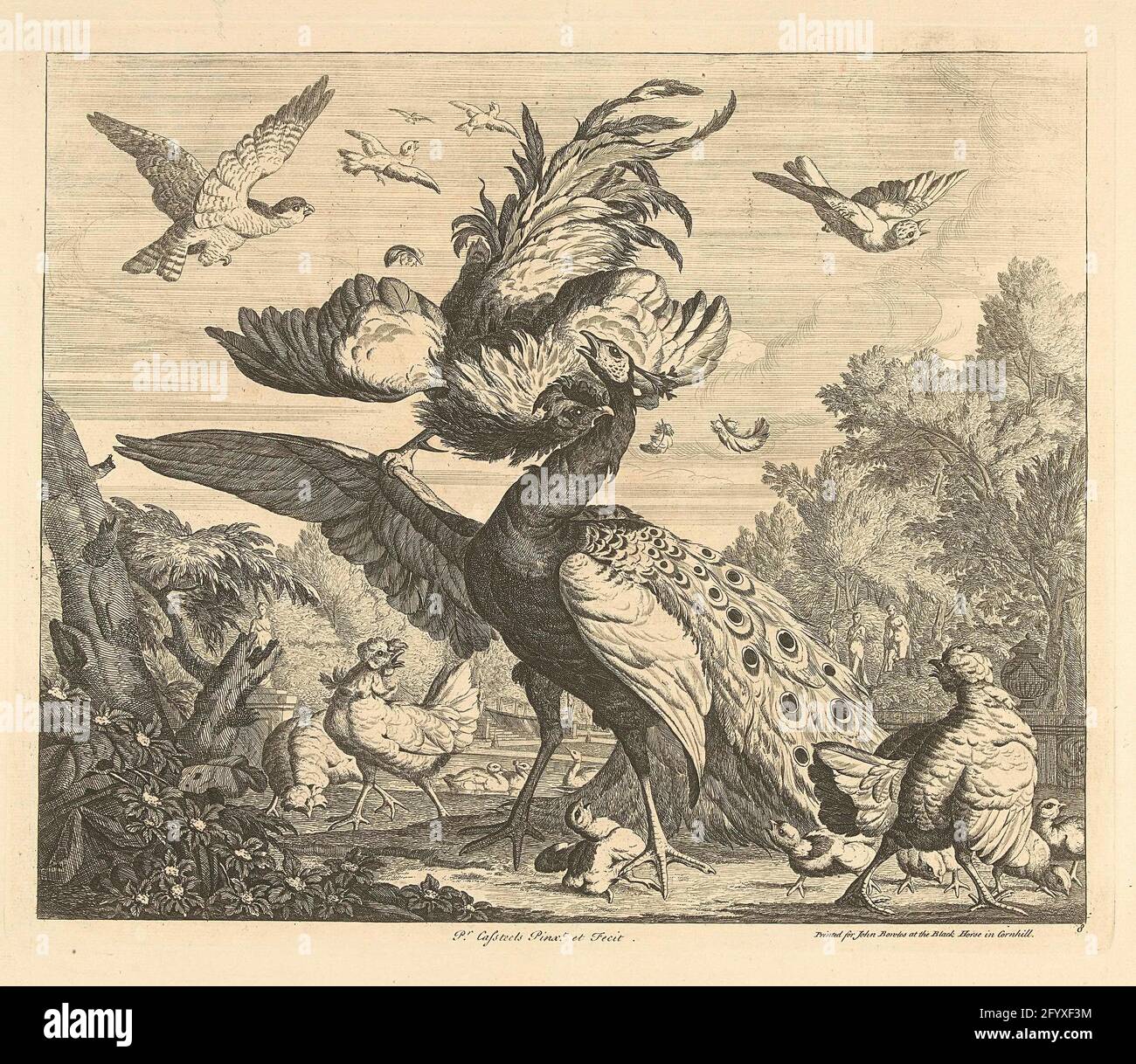 Rooster fails to wear a peacock; Different birds Stock Photo - Alamy