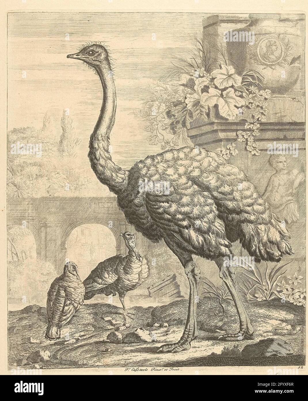 Ostrich and turkeys in a garden with antique ruins; Different birds ...