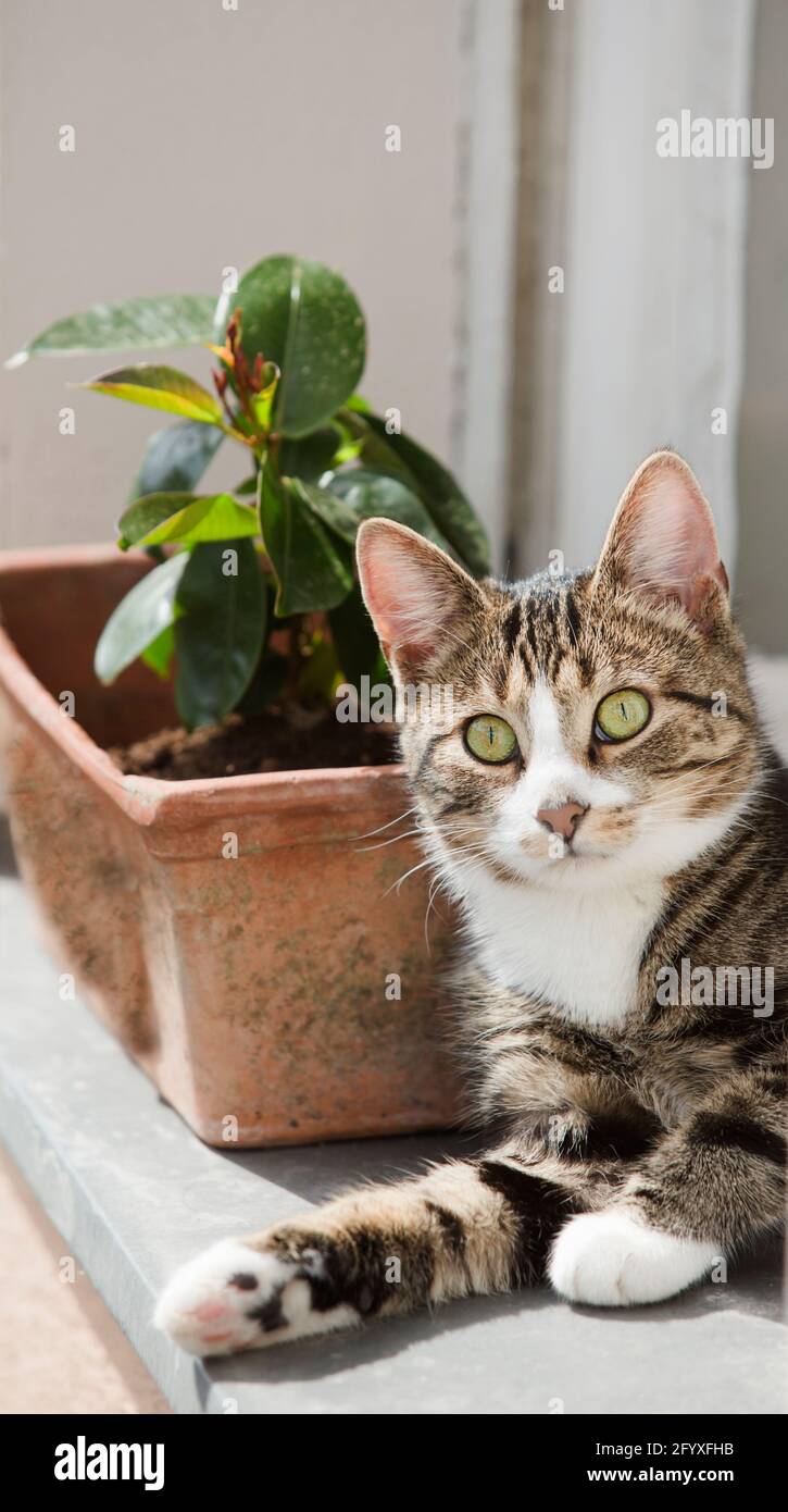 Daytime cat hi-res stock photography and images - Alamy