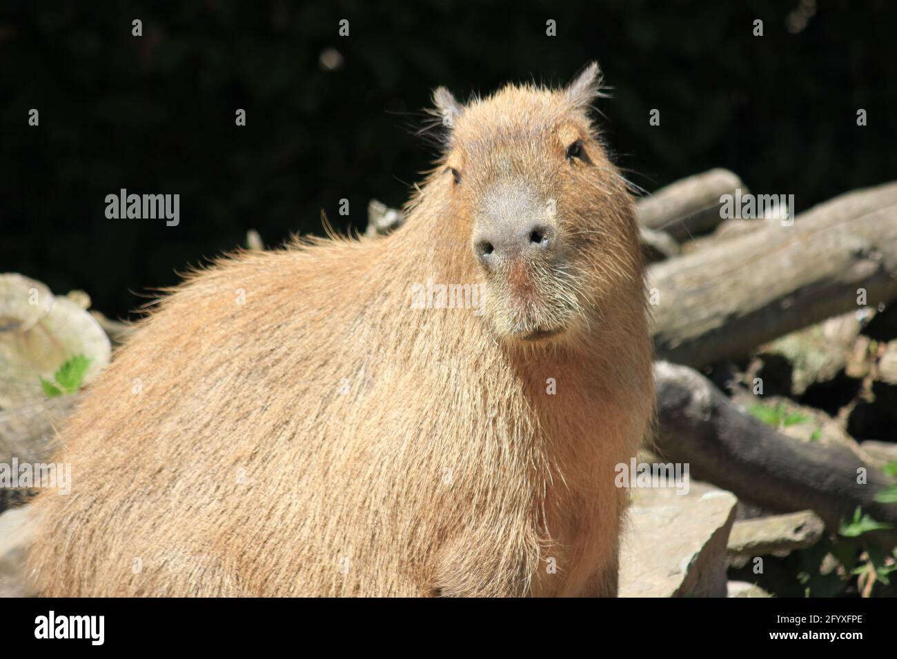 Capybara in Overloon zoo in the Netherlands Stock Photo - Alamy
