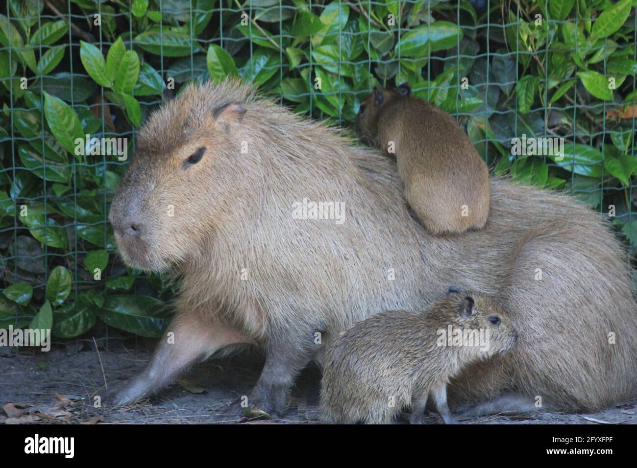 Capybara Teeth