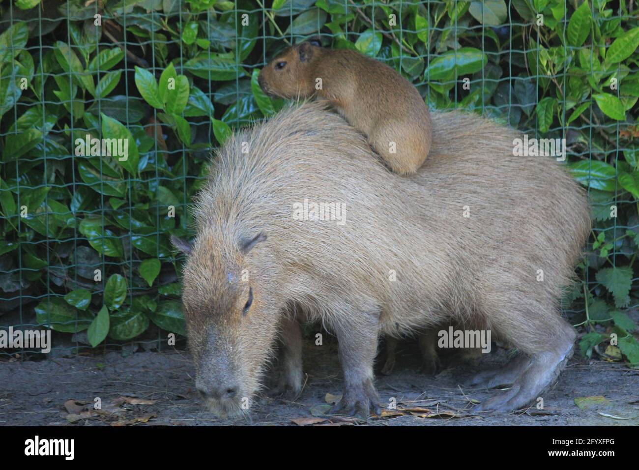 Capybara in Overloon zoo in the Netherlands Stock Photo - Alamy