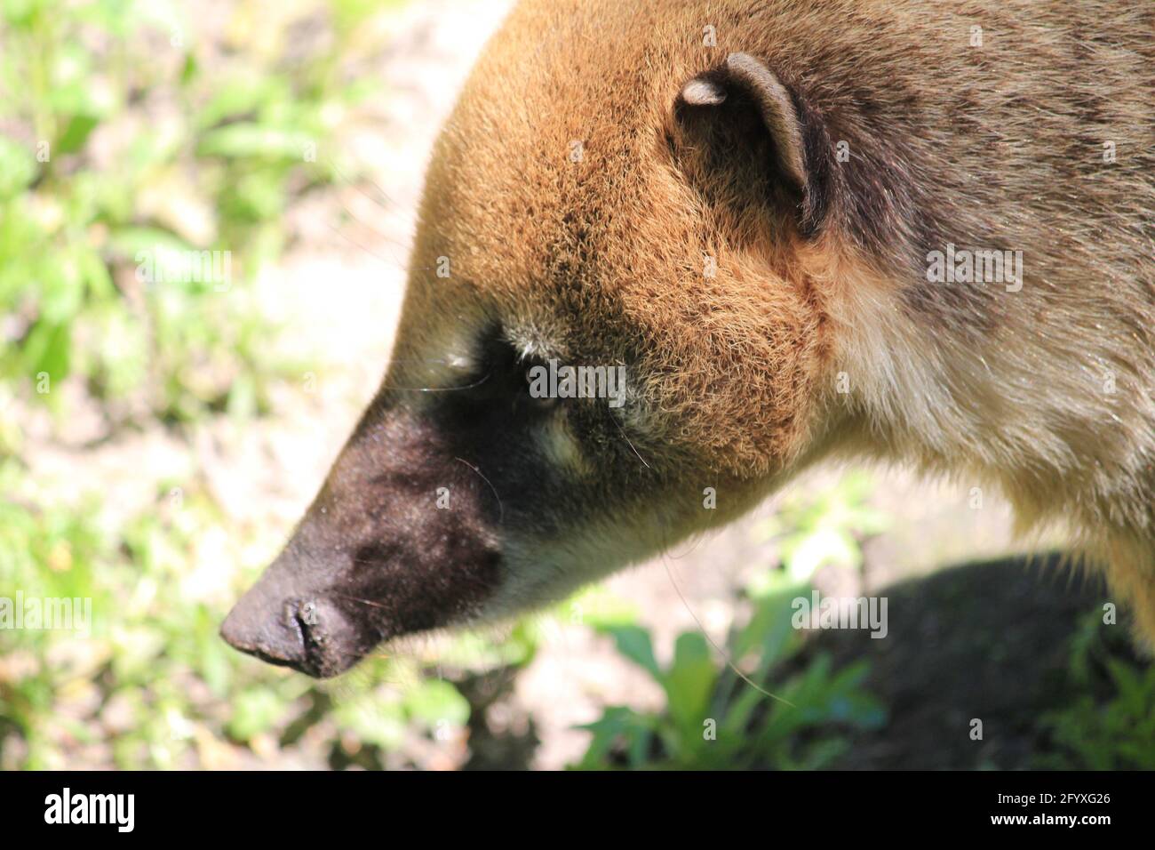 Claws ripping hi-res stock photography and images - Alamy