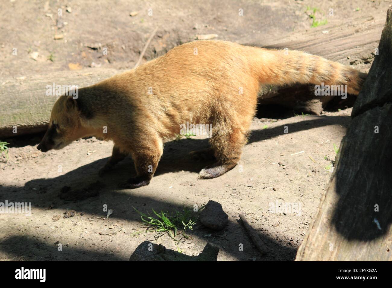 Claws ripping hi-res stock photography and images - Alamy
