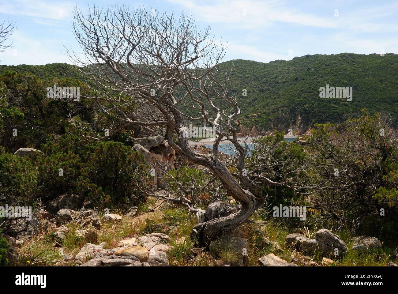 View of the coast between Li Cossi and Cala Tinnari Stock Photo - Alamy