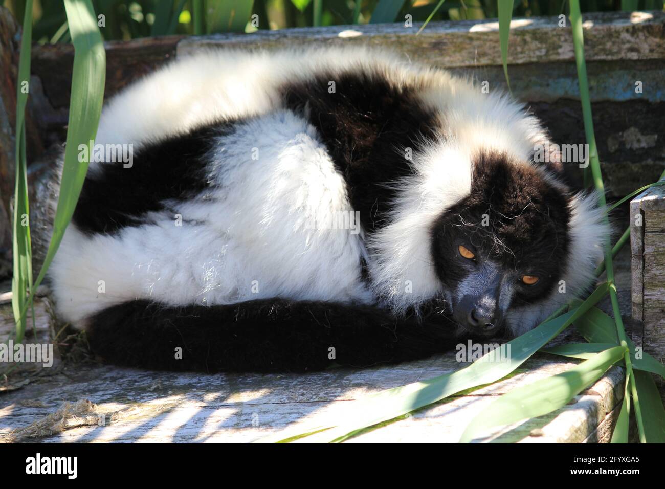 Black-and-white ruffed lemur in Overloon Zoo Stock Photo - Alamy