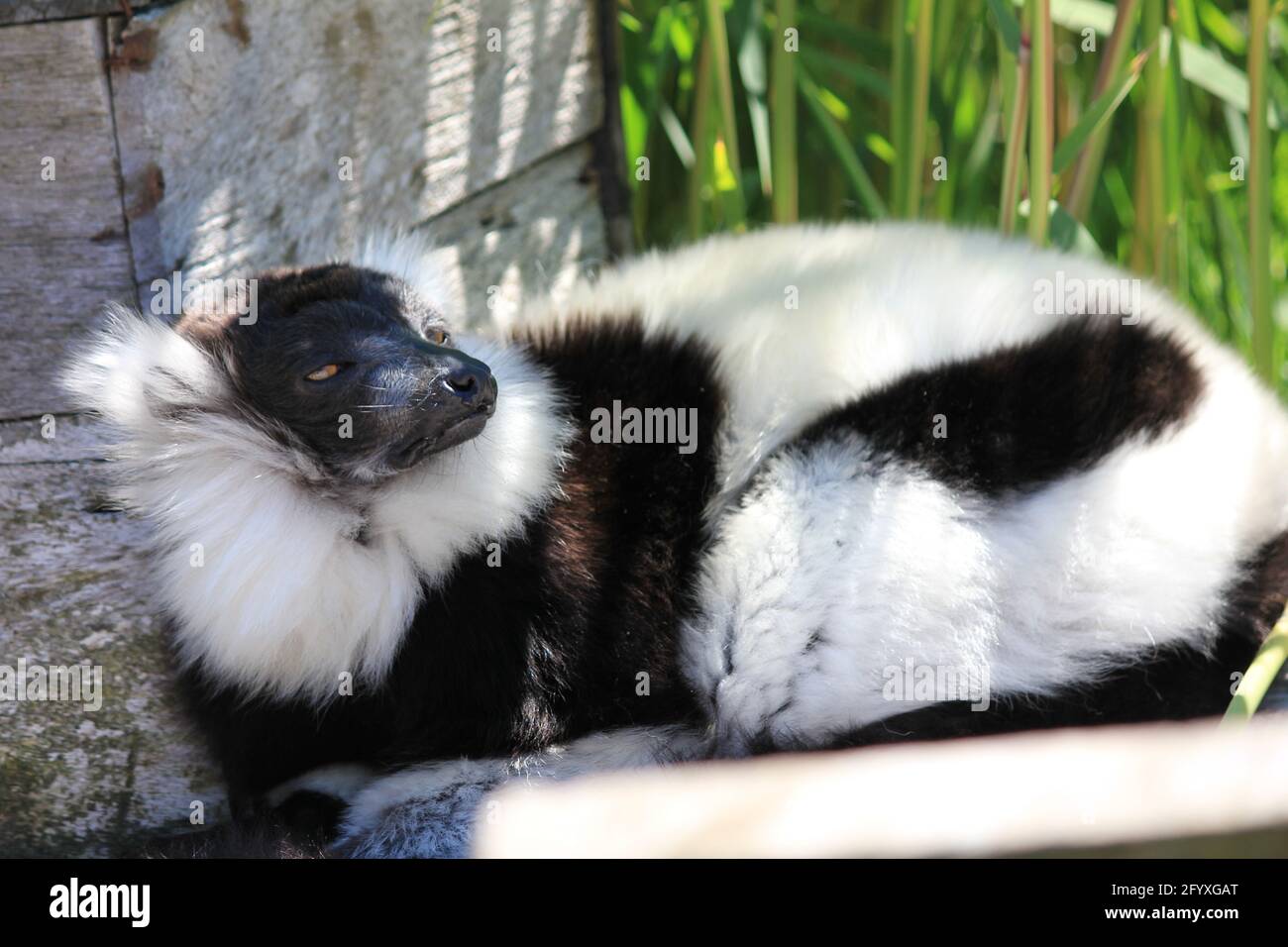 Black-and-white ruffed lemur in Overloon Zoo Stock Photo - Alamy