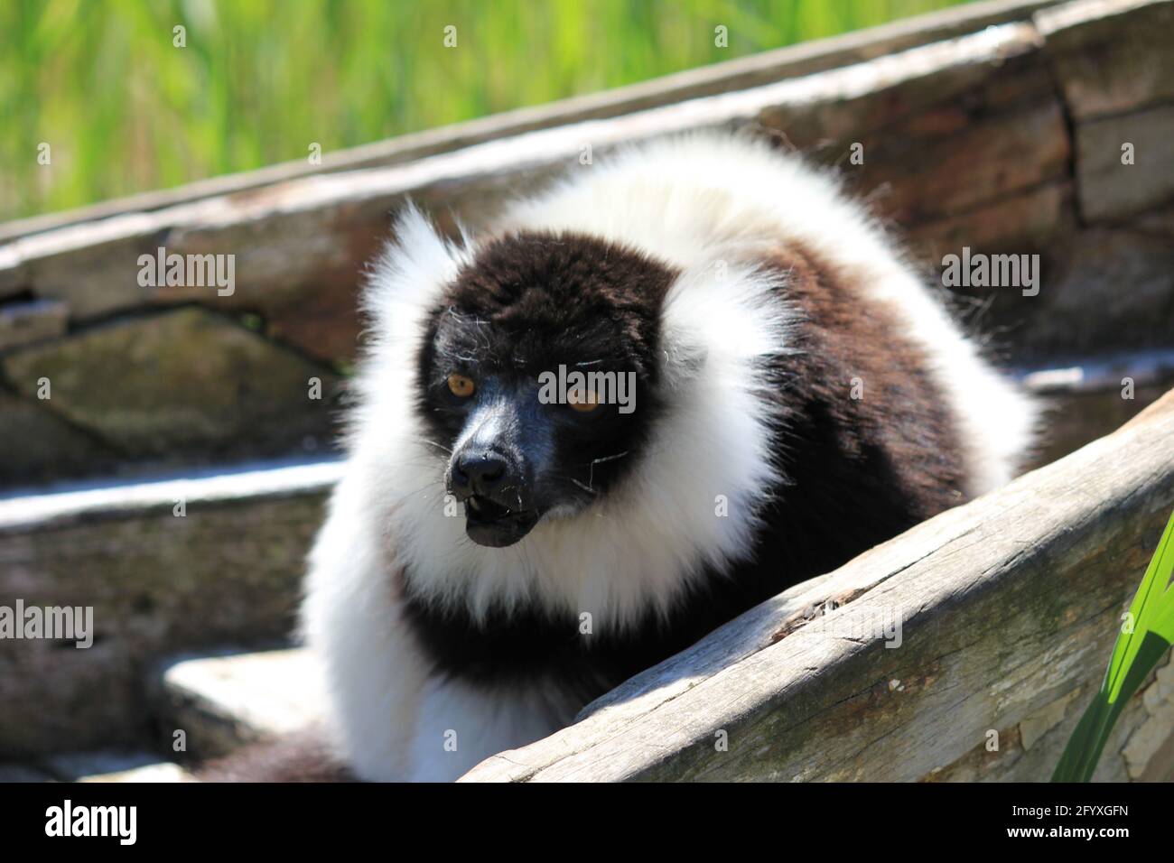 Black-and-white ruffed lemur in Overloon Zoo Stock Photo - Alamy