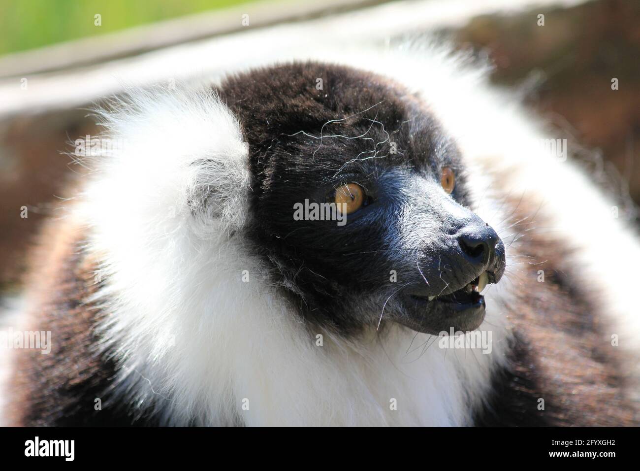 Black-and-white ruffed lemur in Overloon Zoo Stock Photo - Alamy