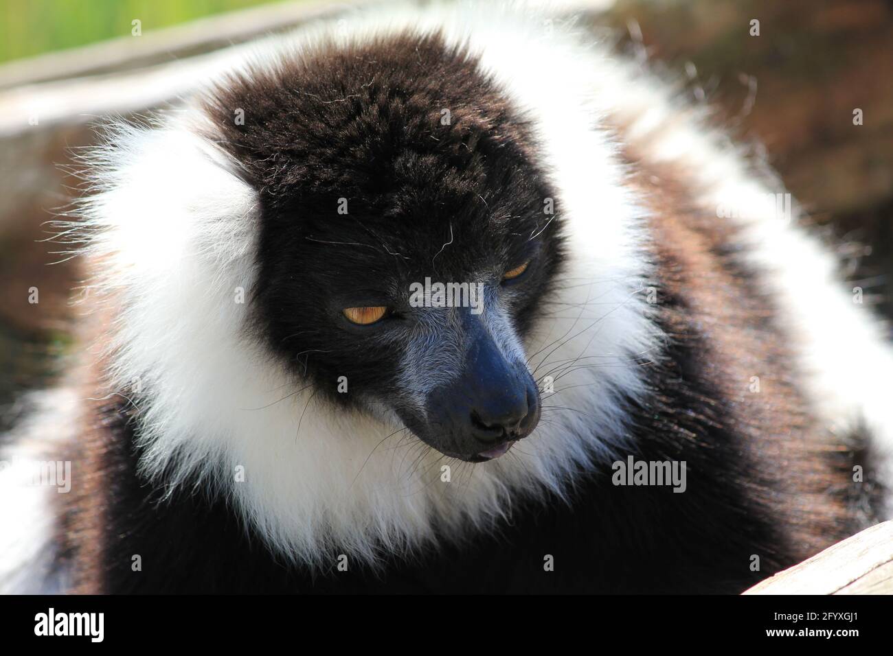 Black-and-white ruffed lemur in Overloon Zoo Stock Photo - Alamy