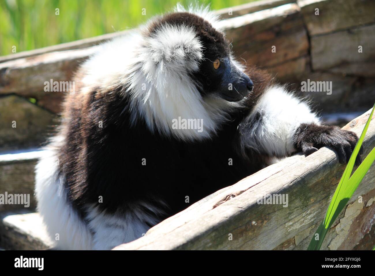 Black-and-white ruffed lemur in Overloon Zoo Stock Photo - Alamy