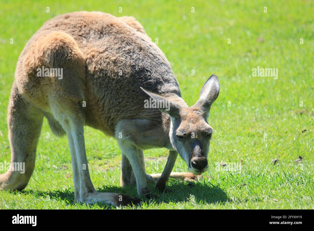 Red kangaroo in Overloon zoo, the Netherlands Stock Photo - Alamy