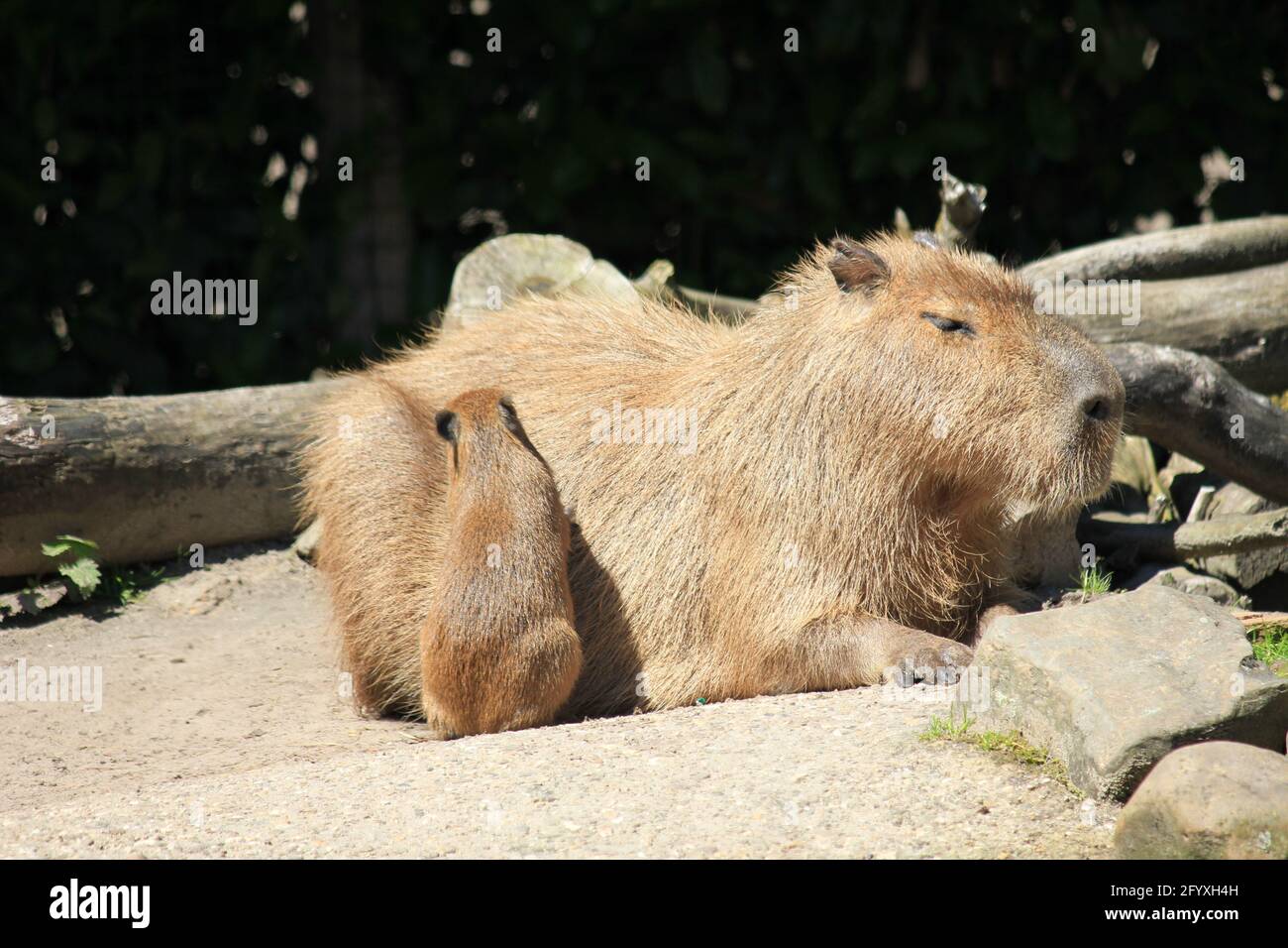 Capybara Teeth