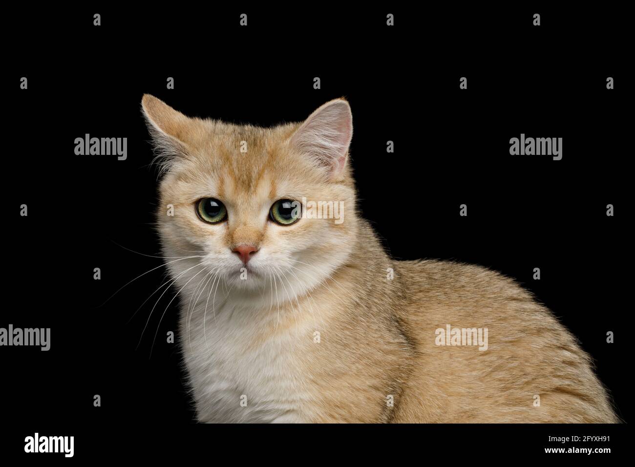 Portrait of Sad British breed Cat red color on Isolated Black ...