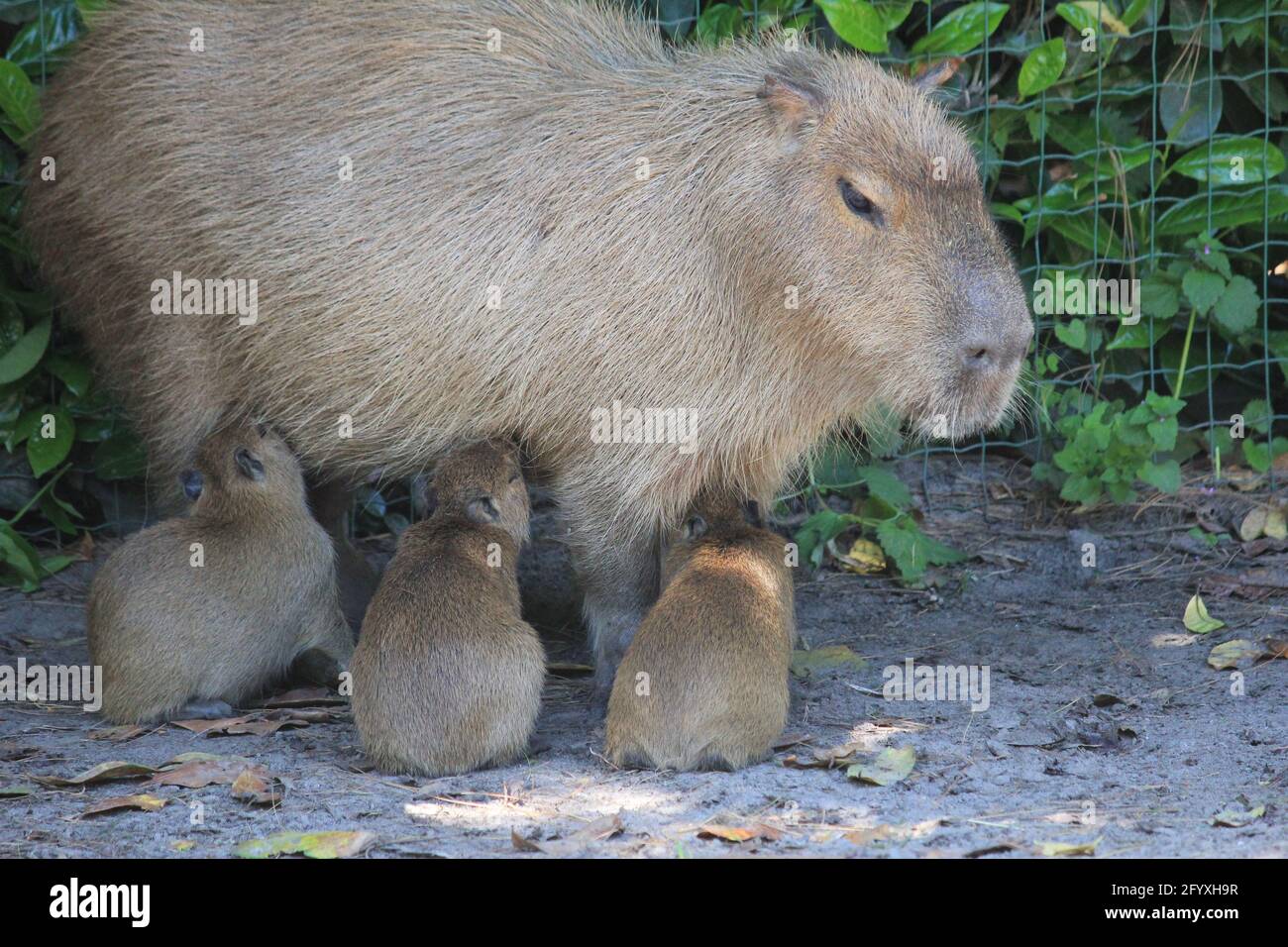 Capybara in Overloon zoo in the Netherlands Stock Photo - Alamy
