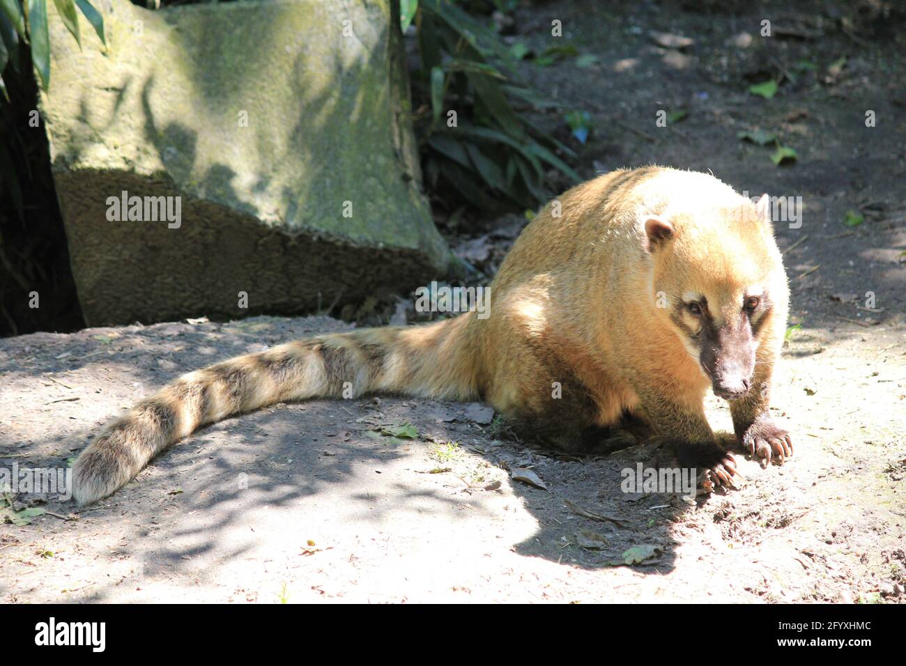 Claws ripping hi-res stock photography and images - Alamy