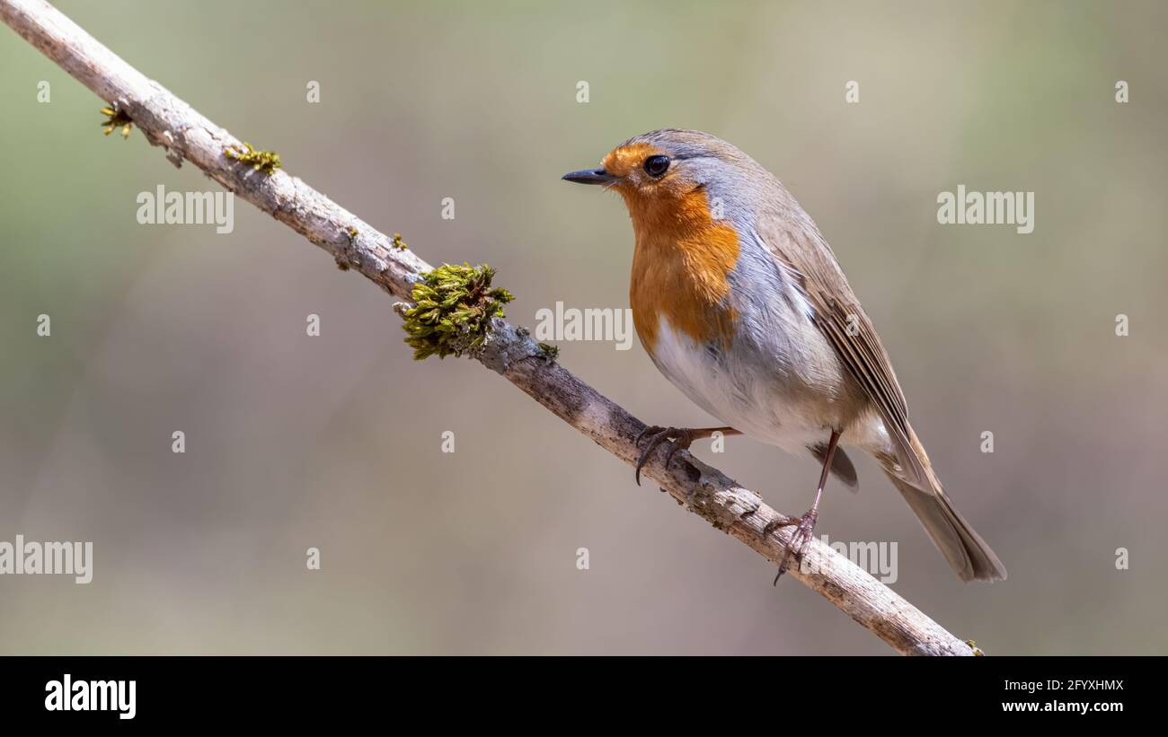 bird, natur, wild lebende tiere, tier, spatz, schnabel, wild, feather ...