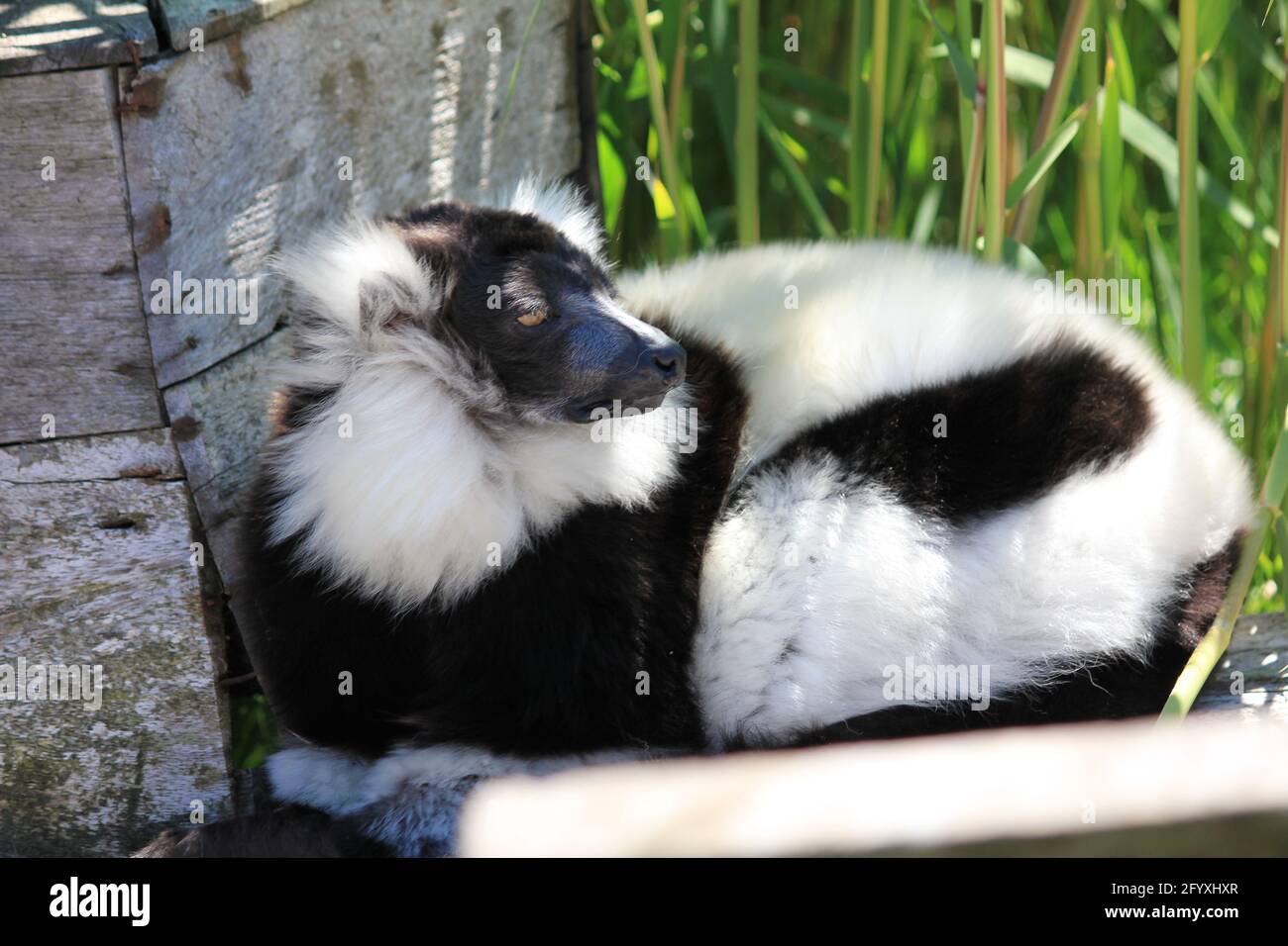 Black-and-white ruffed lemur in Overloon Zoo Stock Photo - Alamy