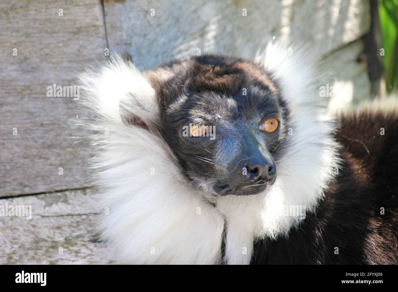 Black-and-white ruffed lemur in Overloon Zoo Stock Photo - Alamy