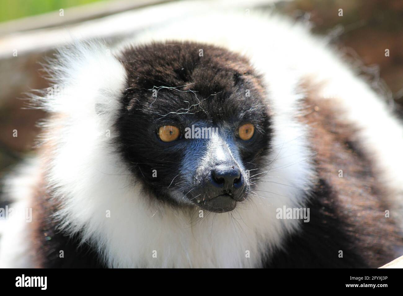 Black-and-white ruffed lemur in Overloon Zoo Stock Photo - Alamy