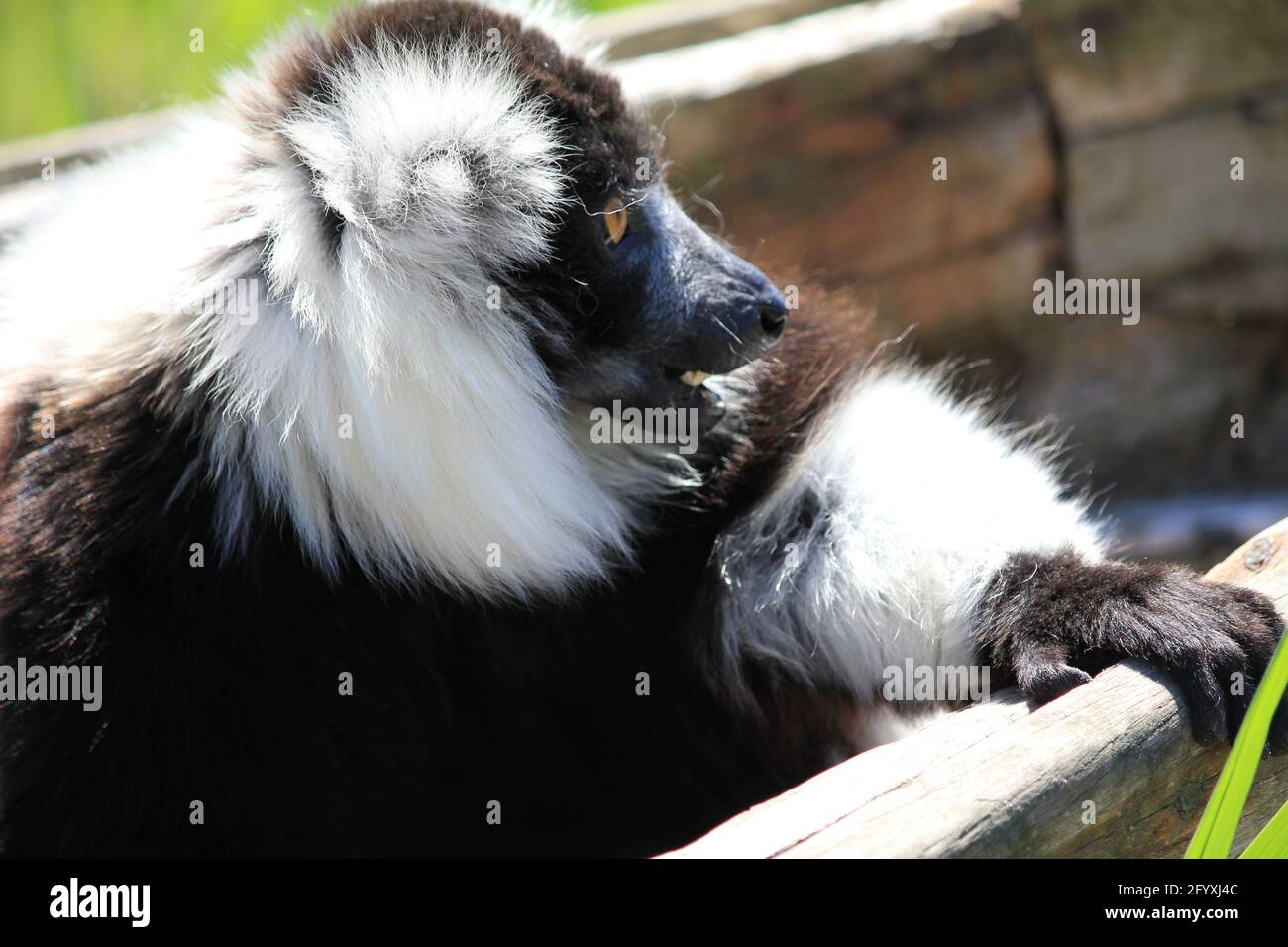 Black-and-white ruffed lemur in Overloon Zoo Stock Photo - Alamy
